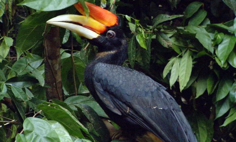 Das Phoenix TV-Programm von heute